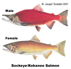 Sawtooth Fish Hatchery | Idaho Fish and Game