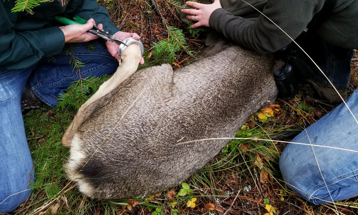 Finding Injured or Orphaned Wildlife: What to Do | Idaho Fish and Game