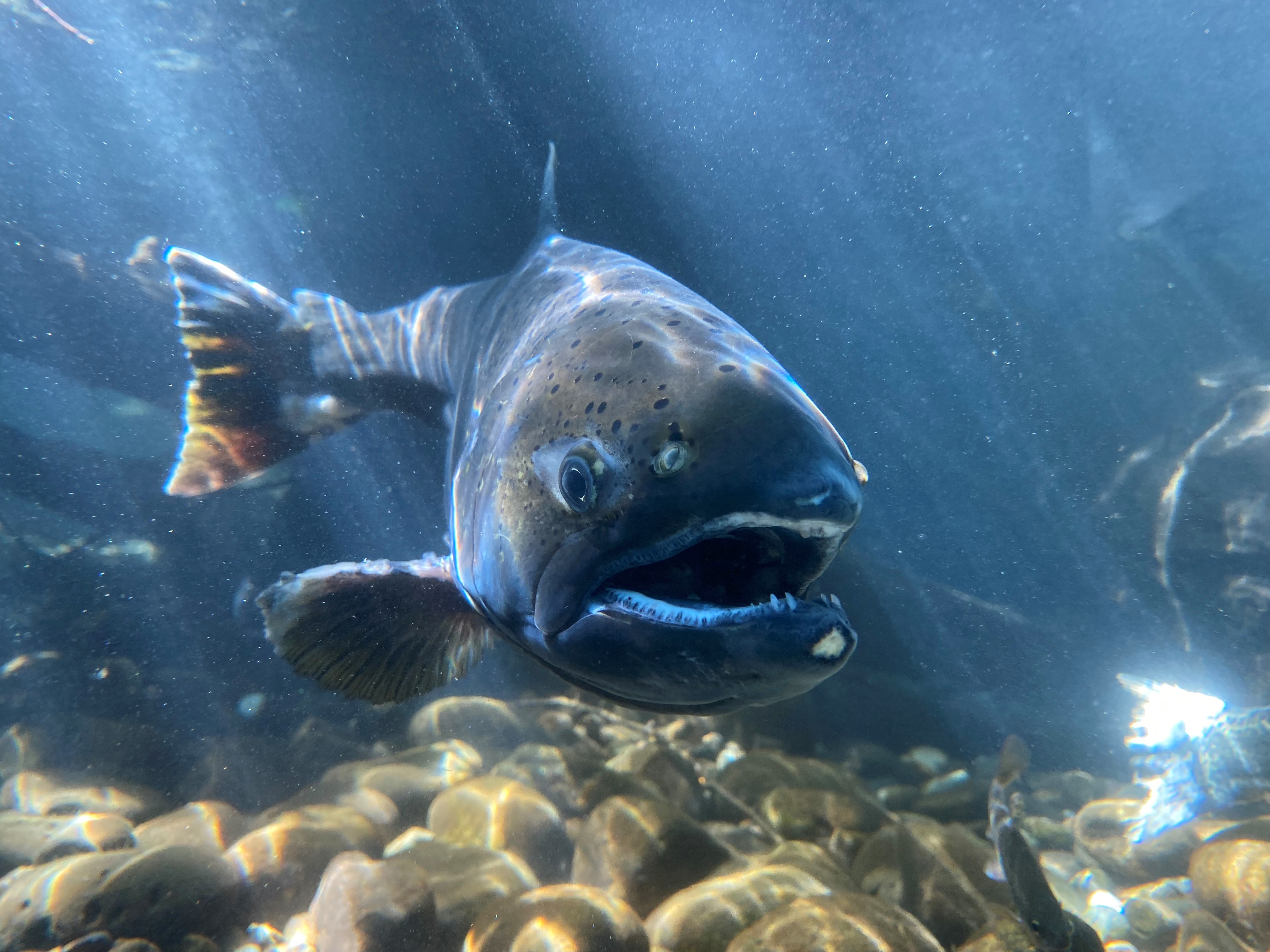 Chinook Salmon Spawning at MK Nature Center | Idaho Fish and Game