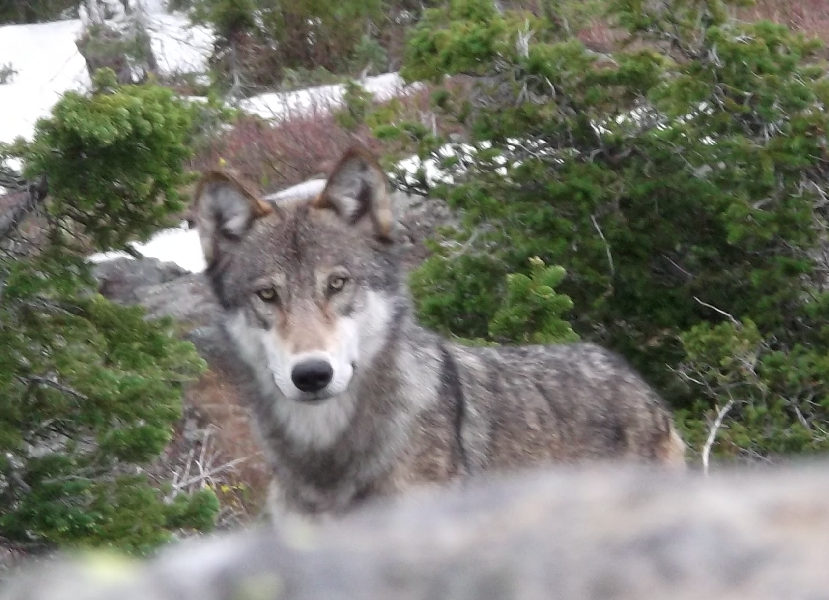Idaho's wolf population has dropped by about 13 percent | Idaho Fish ...