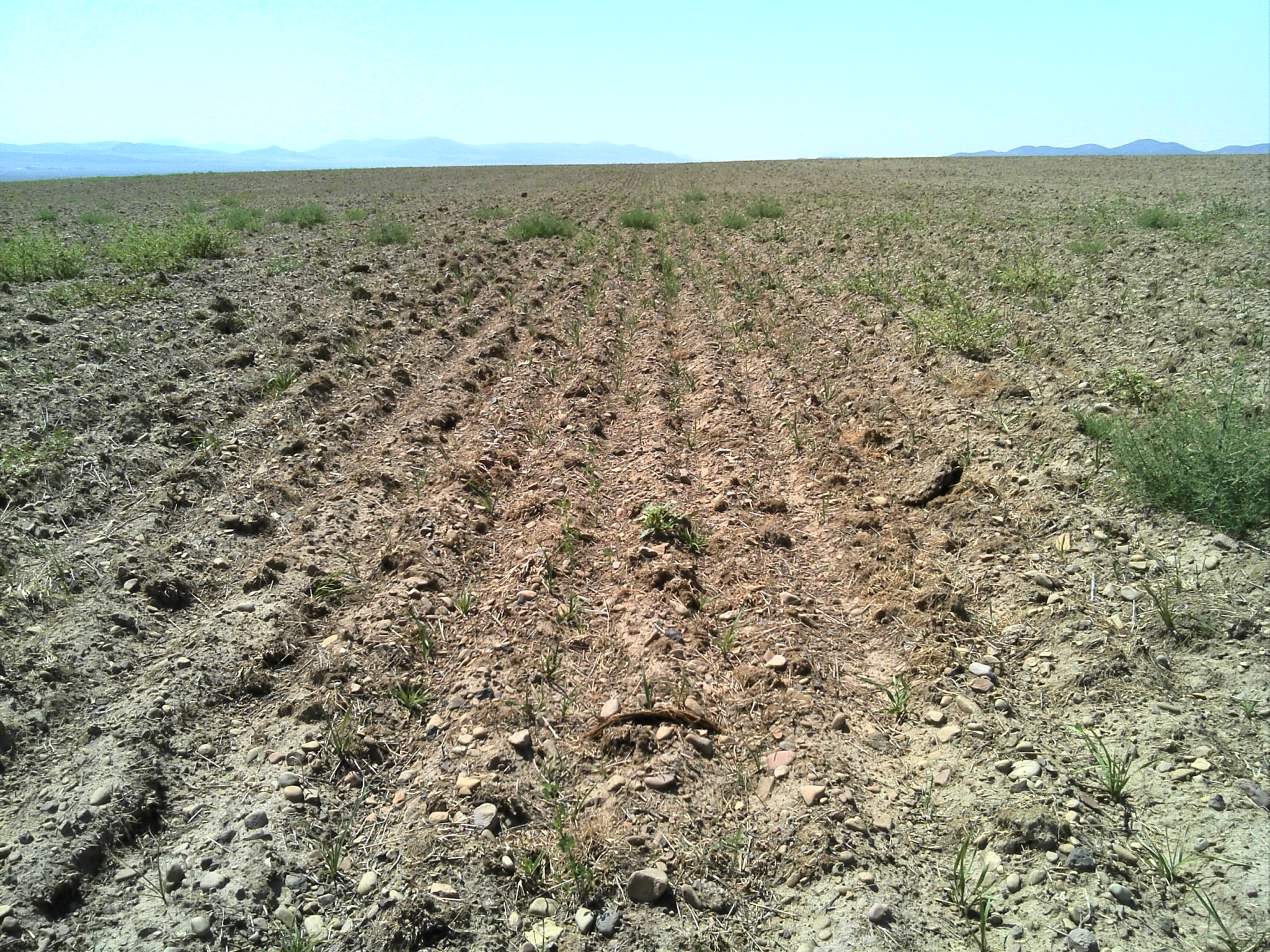 The Conservation Reserve Program (CRP) | Idaho Fish and Game