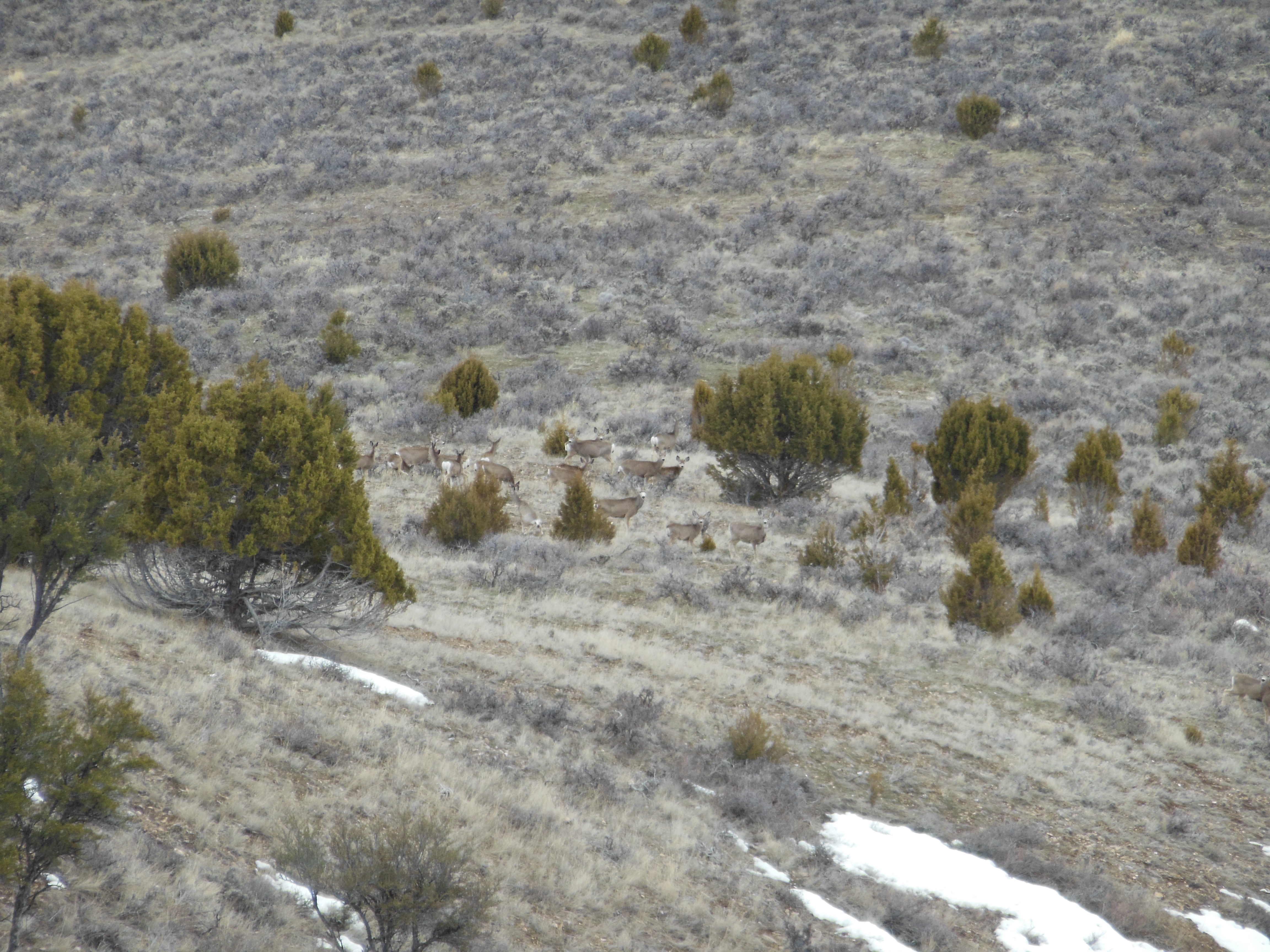 The Soda Hills Mule Deer Winter range, GMU 72 | Idaho Fish and Game