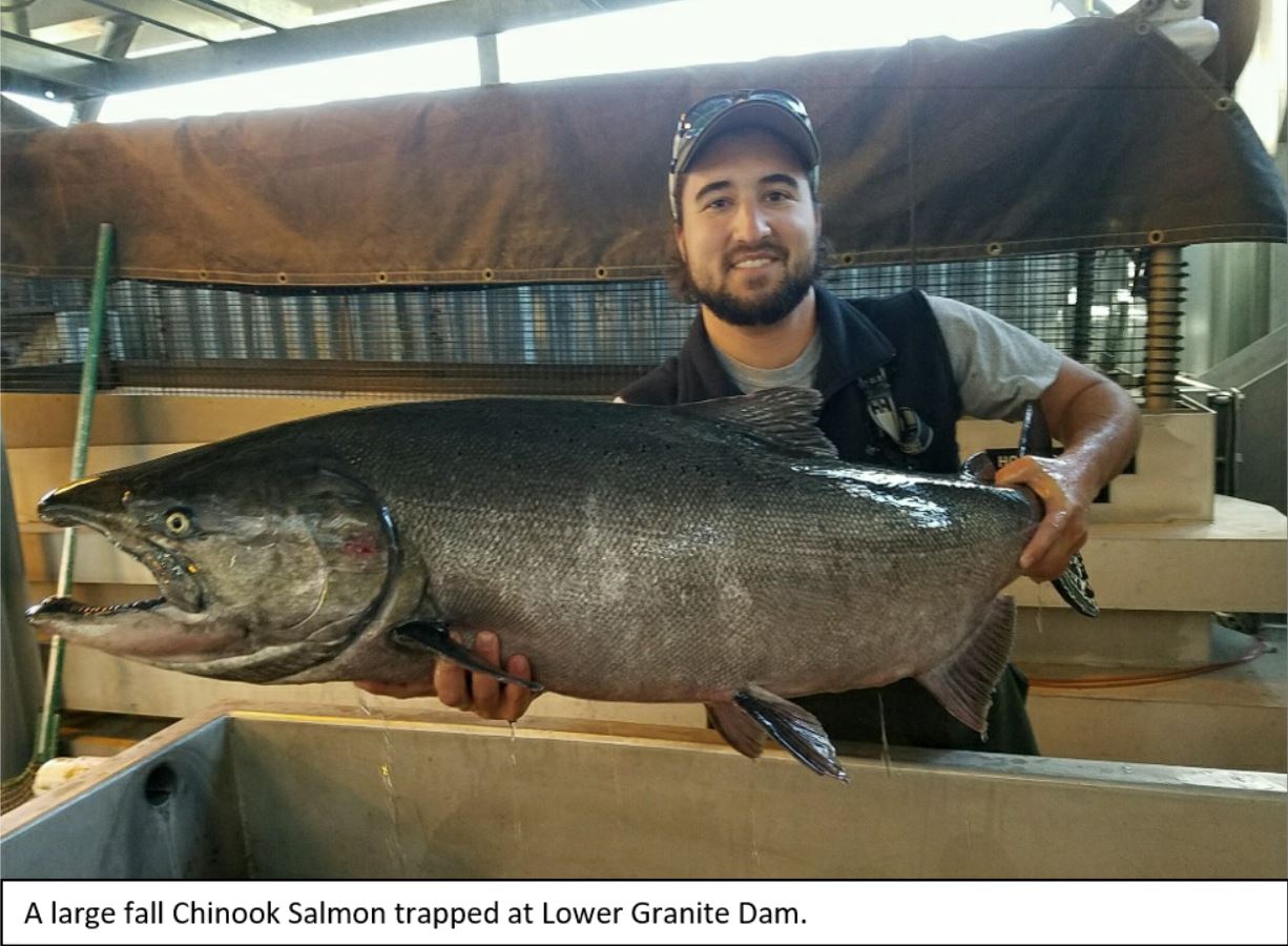 Idaho's Fall Chinook Salmon Update for 2021 | Idaho Fish and Game