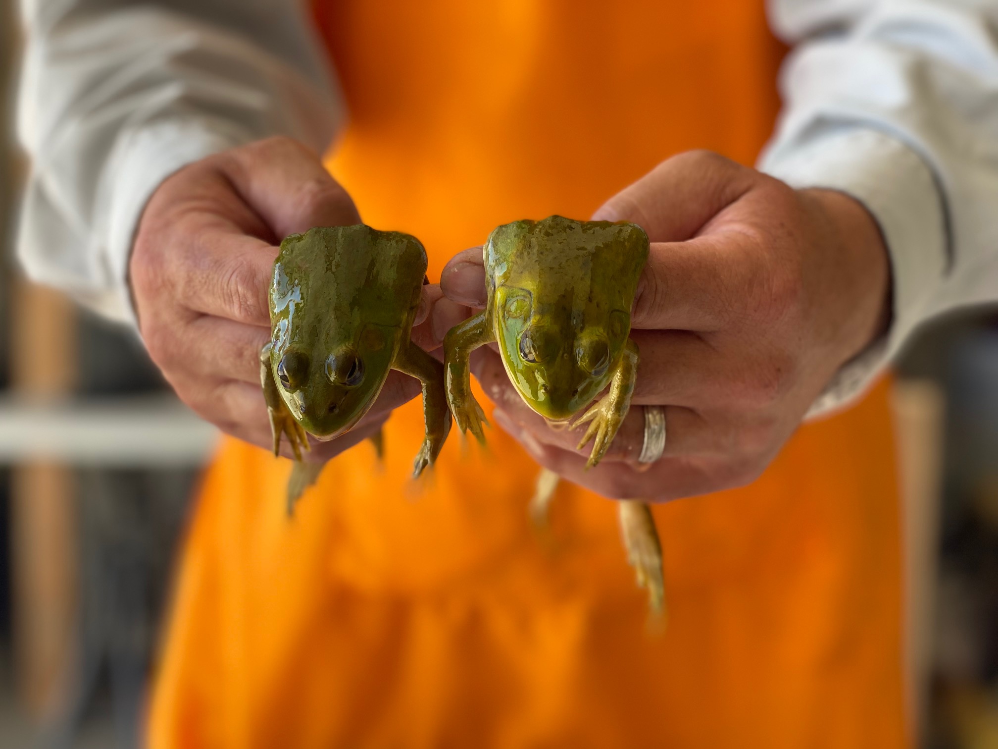 American bullfrog provides unusual fishing fun and a tasty treat ...