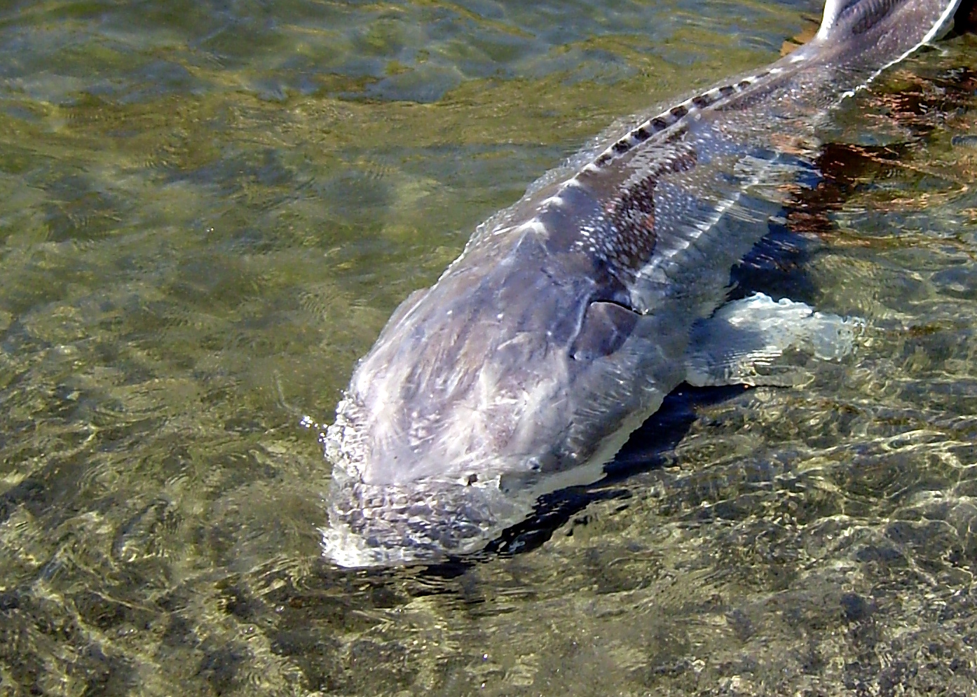 Conserving Snake River sturgeon: Ready to spawn (part 3 of 7) | Idaho ...