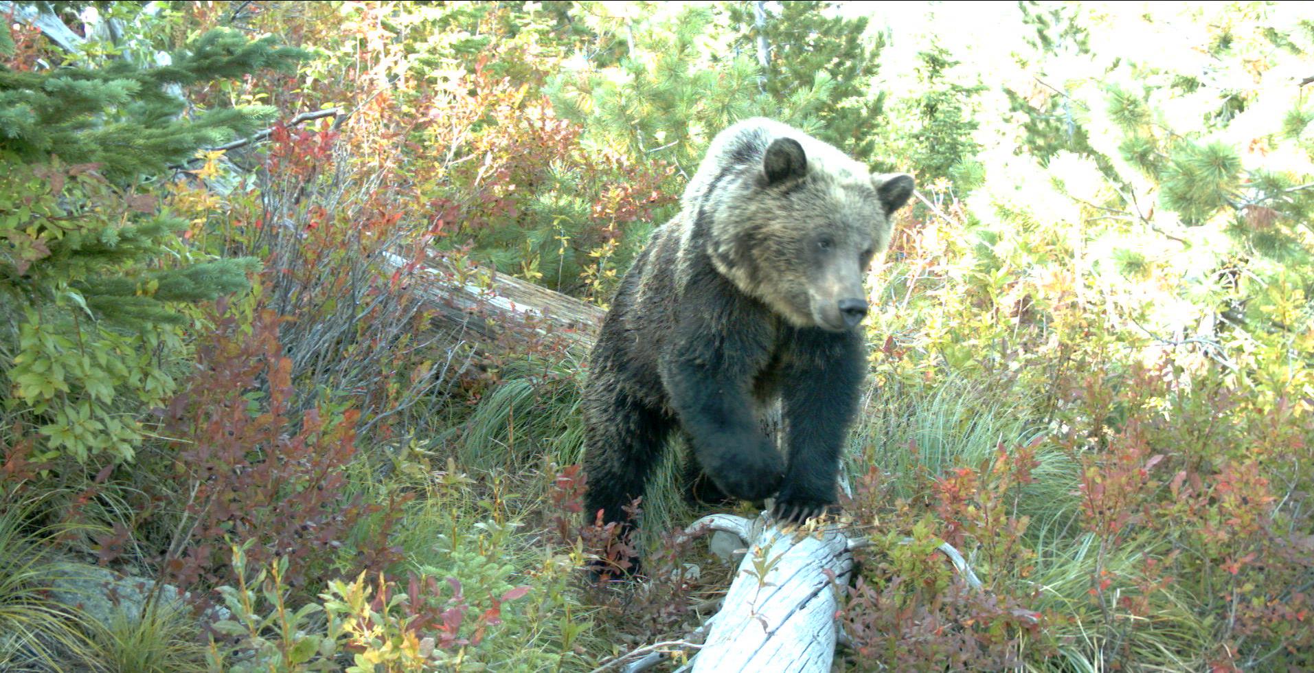 Idaho Fish And Game Grizzly Bear at Evelyn Carson blog