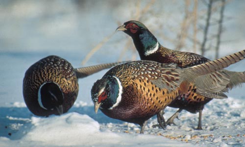 Pheasant Hunting | Idaho Fish and Game