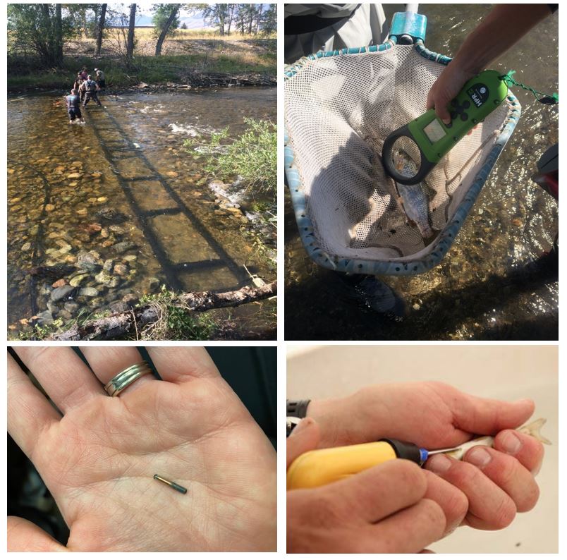 Tracking Salmon and Steelhead with PIT Tags: Lemhi River | Idaho Fish ...