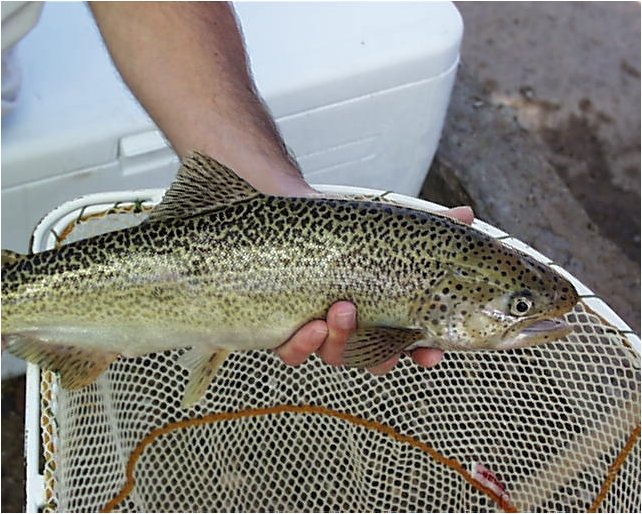 Jack Chinook Salmon to be stocked in Blue Mountain Meadow Pond in ...