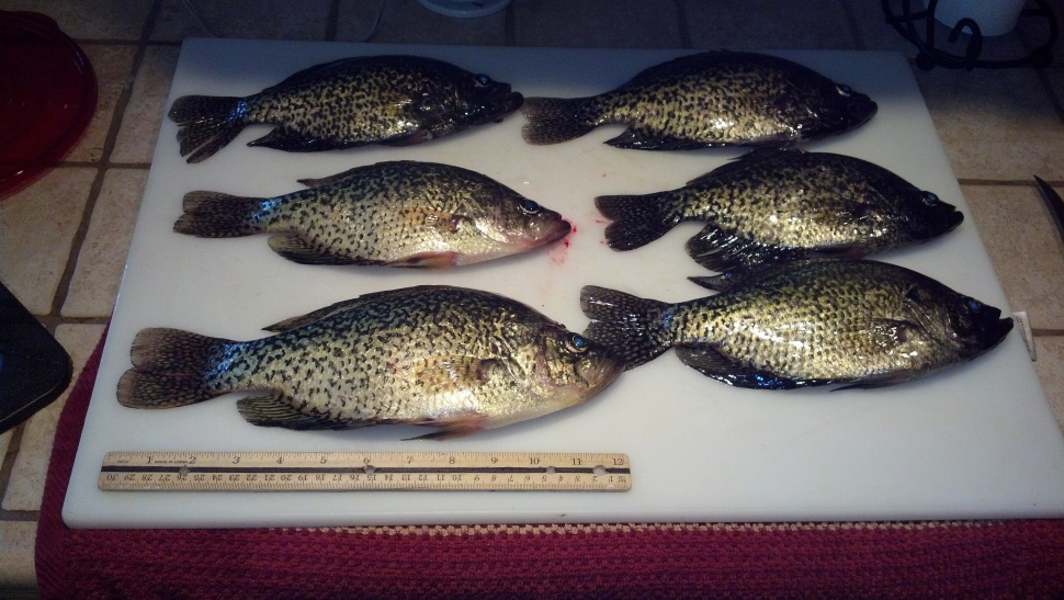 Strike while it’s hot! There are lots of crappie at C.J. Strike ...