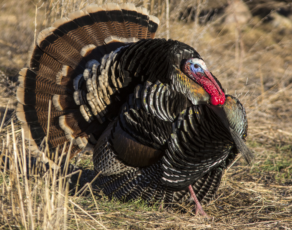 Spring turkey outlook: good to very good; general season opens April 15 ...