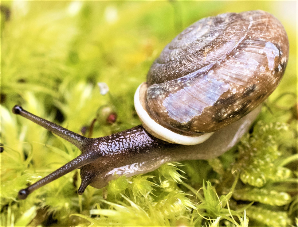 Fish and Game Publishes Snail and Slug Monitoring Tool | Idaho Fish and ...