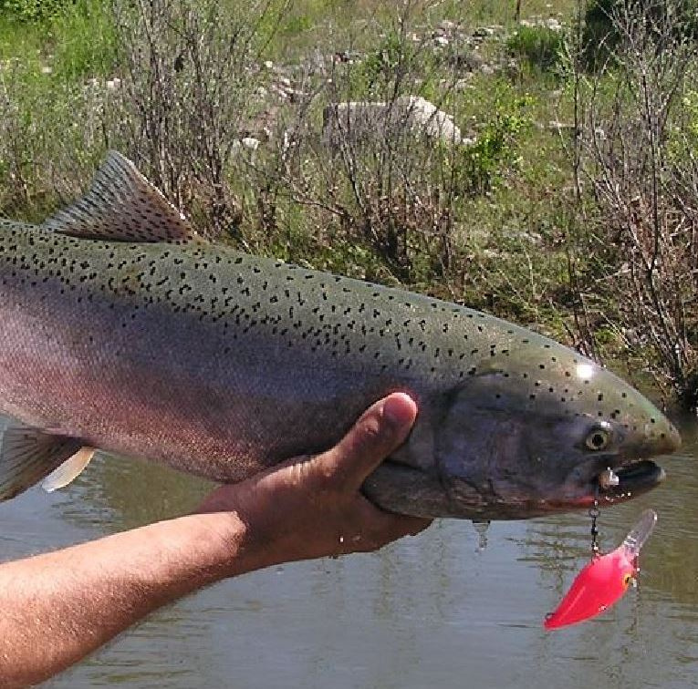 Spring Chinook Salmon Fishing Update 5/4/2021 | Idaho Fish and Game