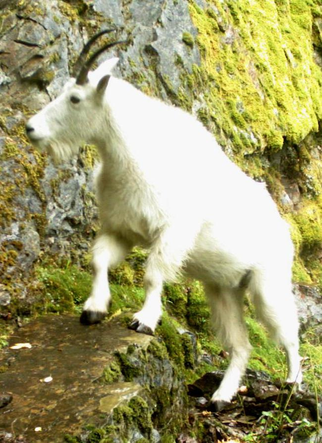 Mountain Goat Remote Camera Pictures and Video | Idaho Fish and Game