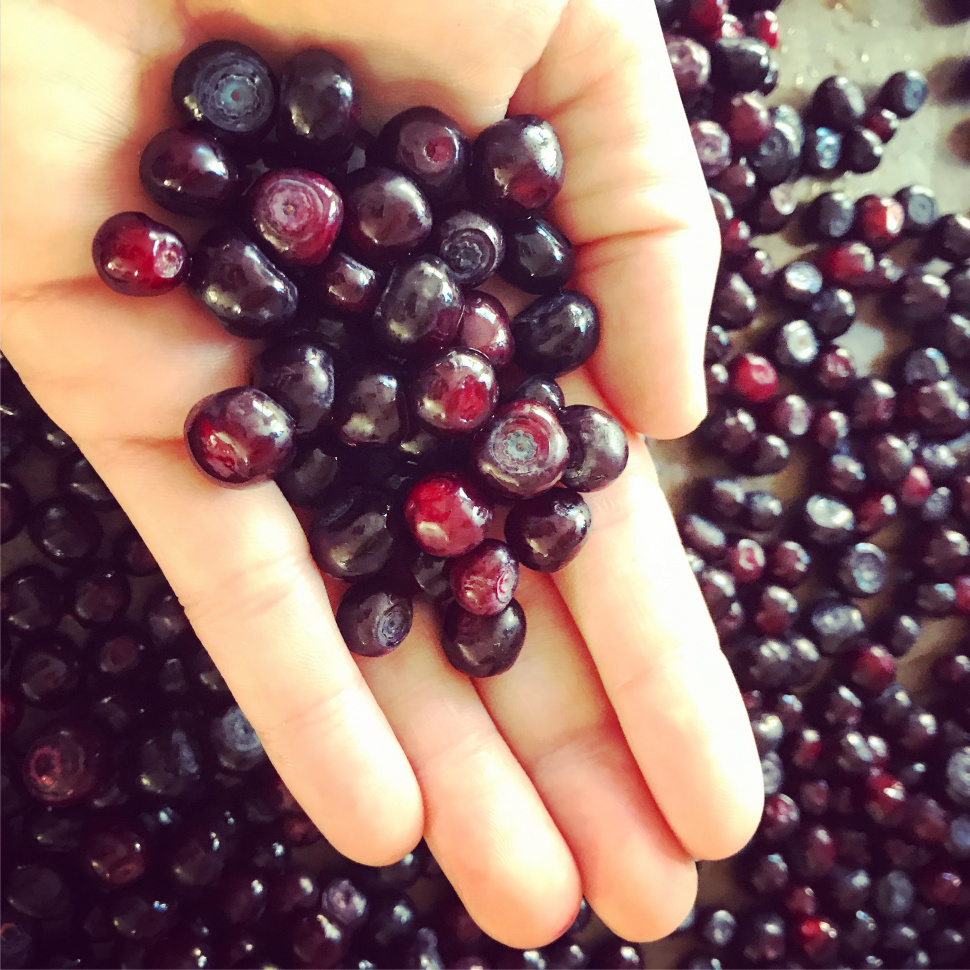 Be bear aware this huckleberry season | Idaho Fish and Game
