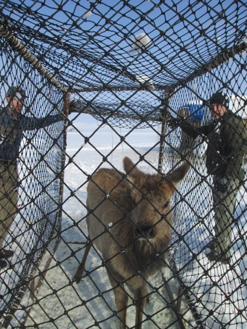 Brownlee and Weiser elk are homebodies, tracking data finds | Idaho ...