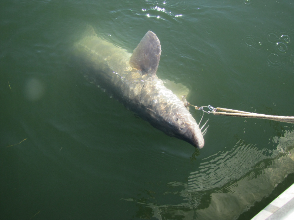 Conserving Snake River Sturgeon: Wild brood stock (Part 2 of 7) | Idaho ...