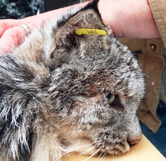 Lynx Captured in West Cabinet Mountains | Idaho Fish and Game