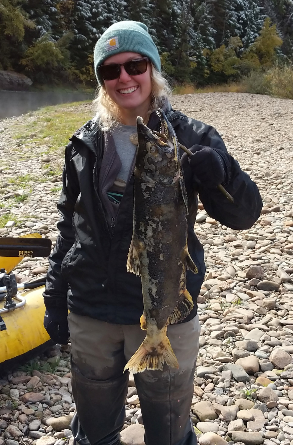 Coeur d’Alene Lake Chinook Salmon have strong spawning run | Idaho Fish ...