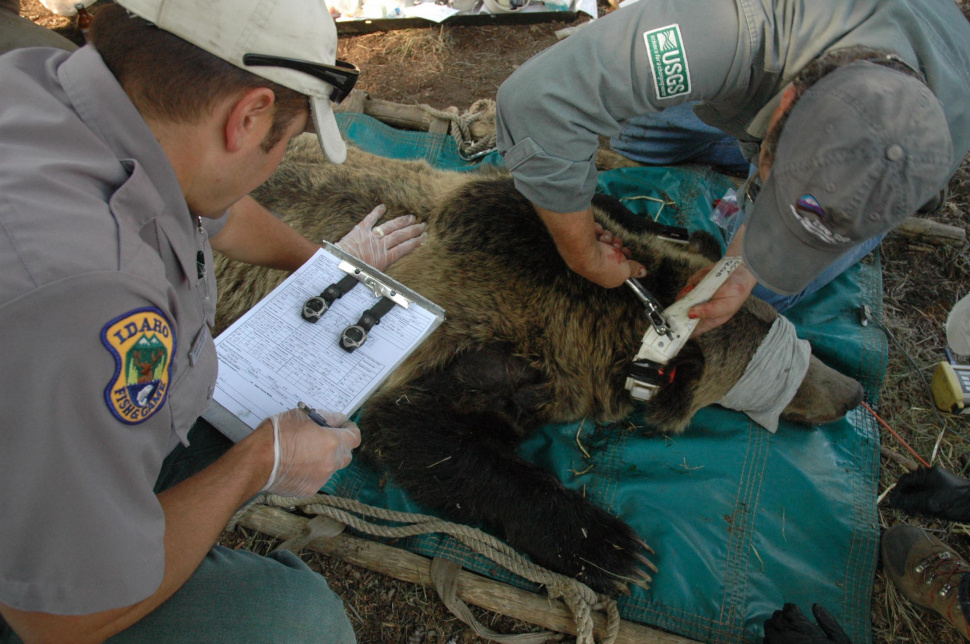 Biologists Begin Grizzly Bear Research Trapping in Western Portion of ...