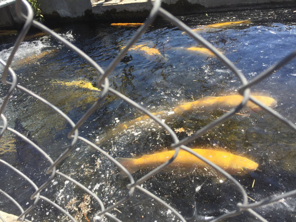 Spring fishing kicks off March 1 at F&G's Hagerman Wildlife Management ...