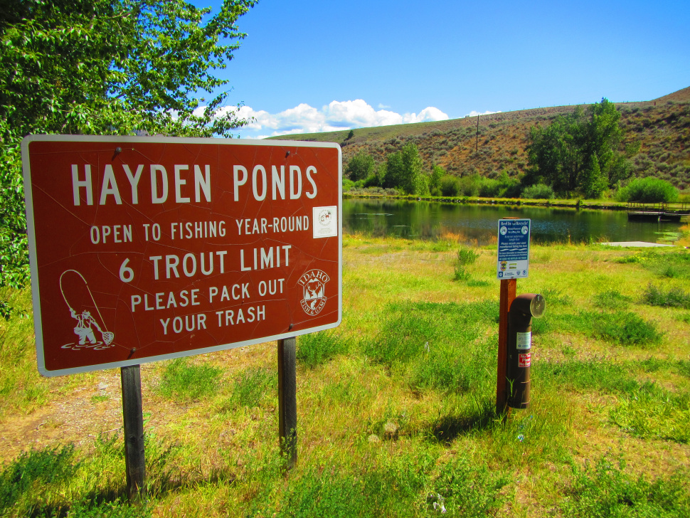 Jack Chinook salmon stocked in Hayden Pond | Idaho Fish and Game