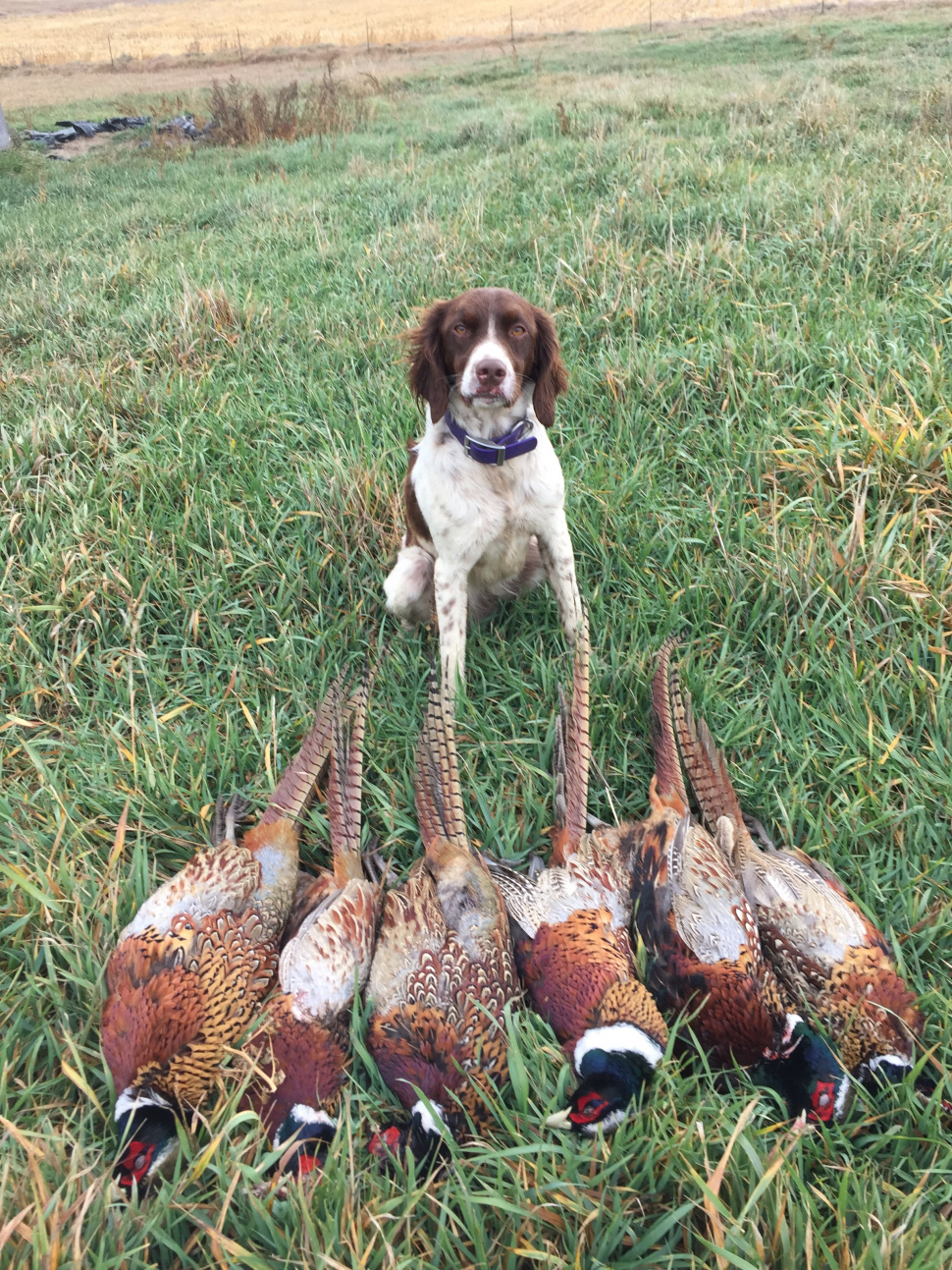 Fall hunting fun is just around the corner—are you ready? | Idaho Fish ...
