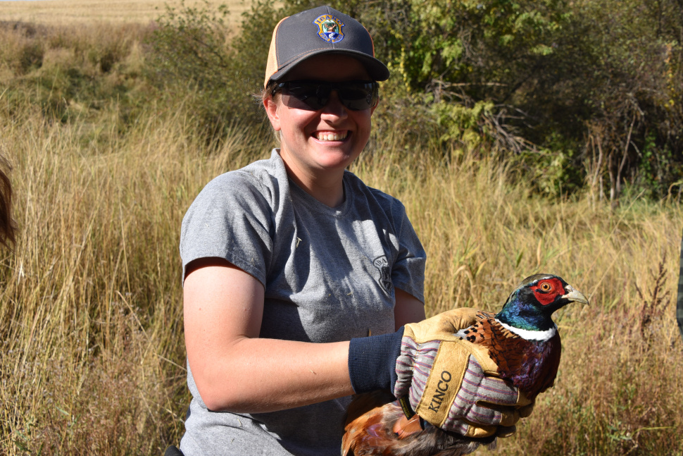 Clearwater Pheasant Stocking & Access Yes!: What to Know Before You Go ...