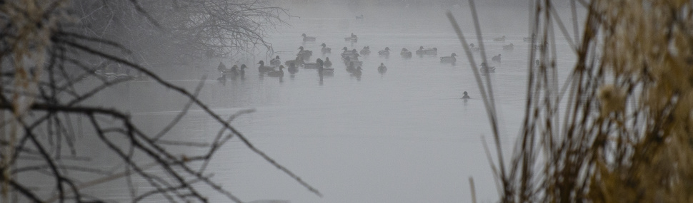 Hagerman Wildlife Management Area: A gem of a location for wildlife ...