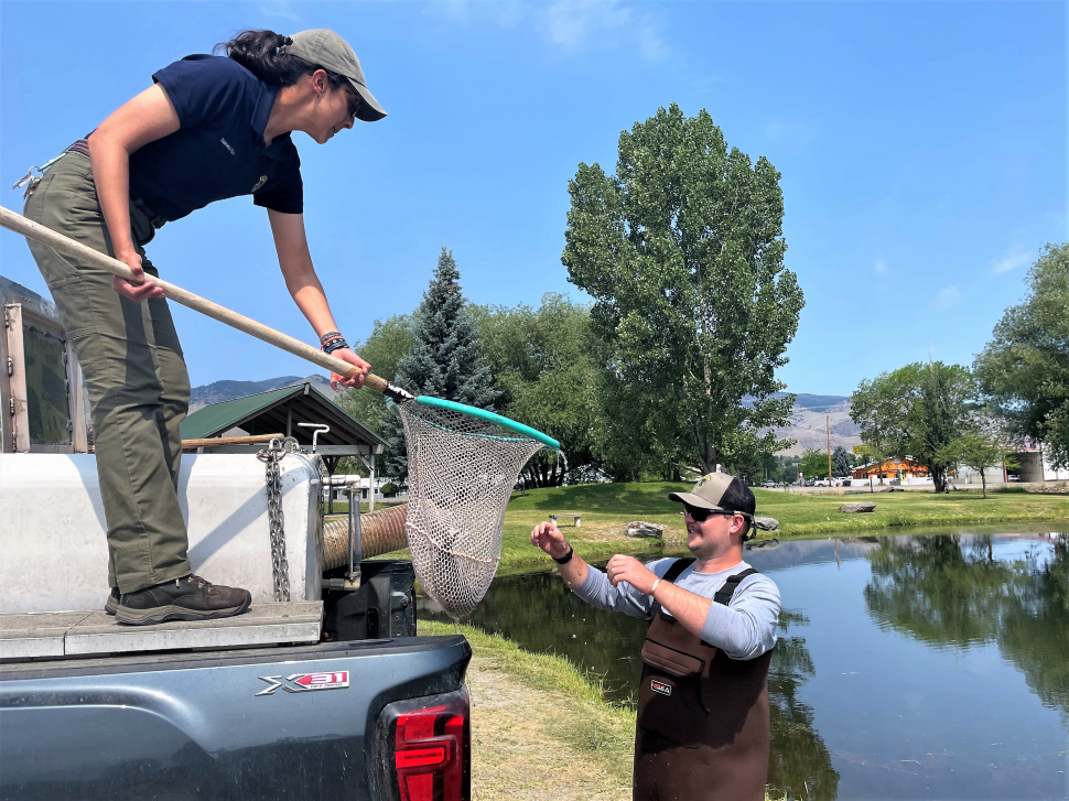 Jack Chinook Salmon stocked in Kid’s Creek Pond | Idaho Fish and Game
