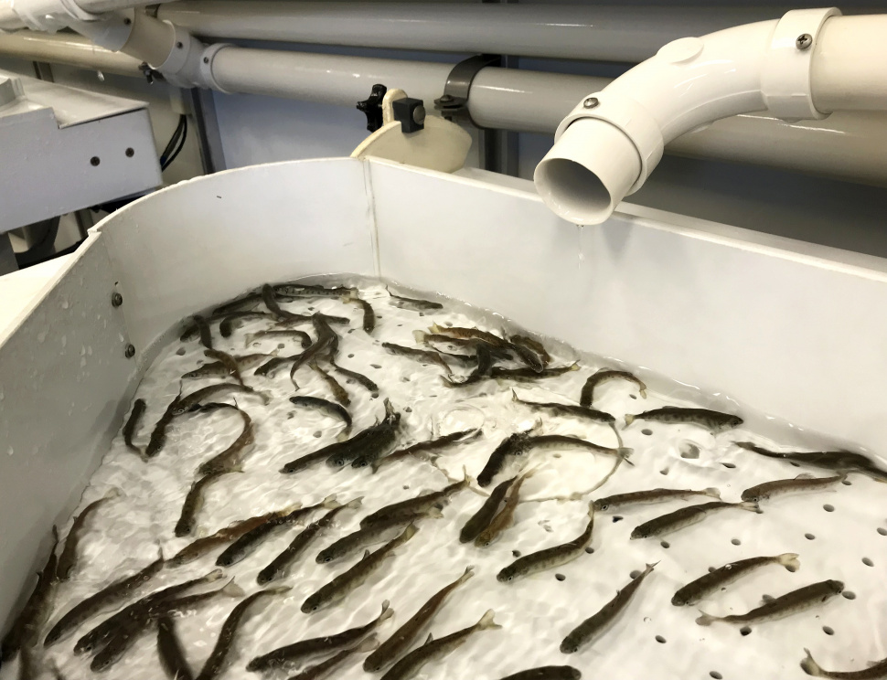 Fish and Game’s Magic Valley hatcheries lead the way in steelhead ...