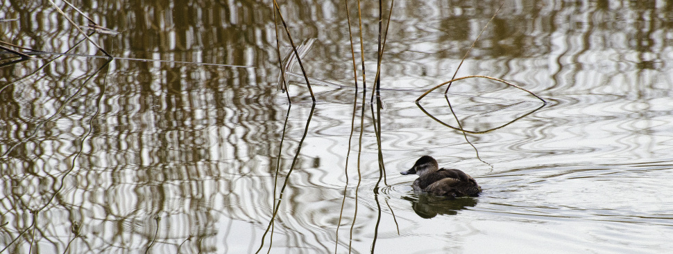 Hagerman Wildlife Management Area: A gem of a location for wildlife ...