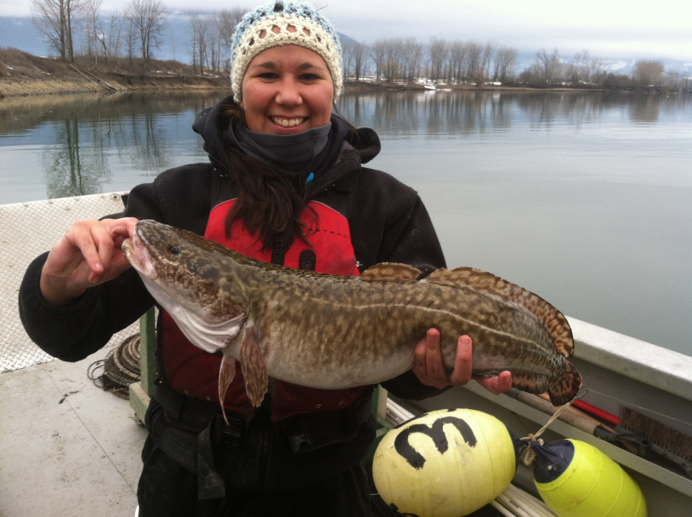 New Kootenai River burbot fishery opens for anglers on Jan. 1 | Idaho ...