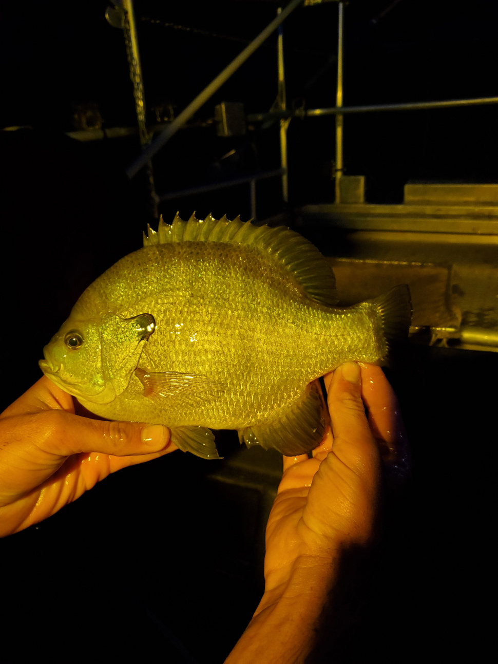 Paddock Valley Reservoir continues to provide anglers with largemouth ...