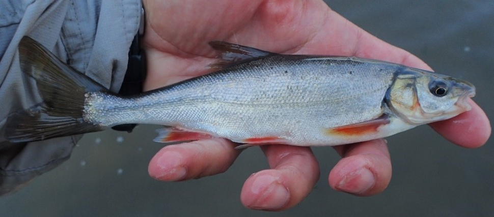 What is this fish? Identifying some of the lesser-known species anglers ...