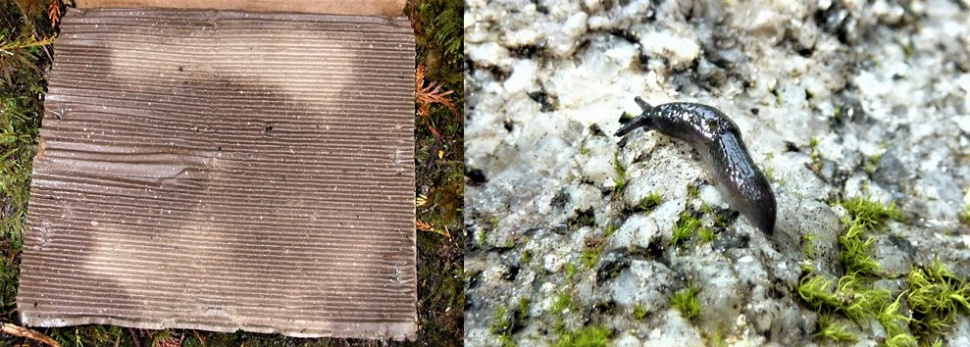 Fish and Game Publishes Snail and Slug Monitoring Tool | Idaho Fish and ...
