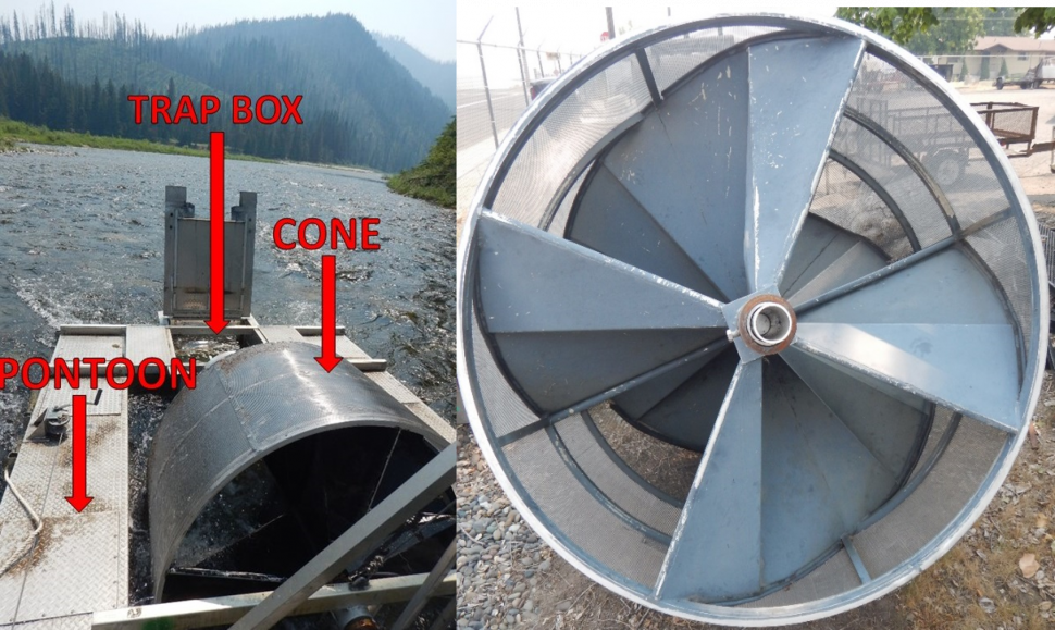 What biologists learn as the screw trap turns and captures fish | Idaho ...