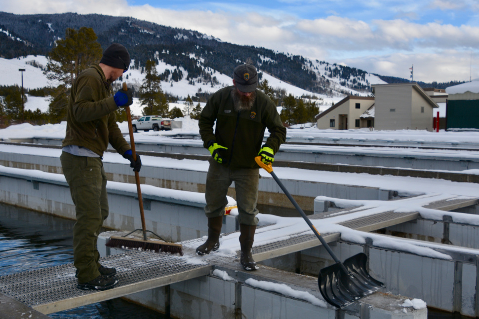 Raising Chinook at Sawtooth Hatchery doesn't stop during Stanley's ...