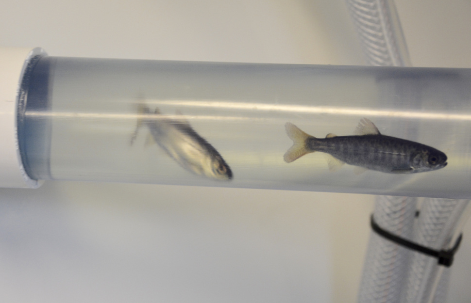 Sawtooth Hatchery raises mountain-climbing Chinook salmon | Idaho Fish ...