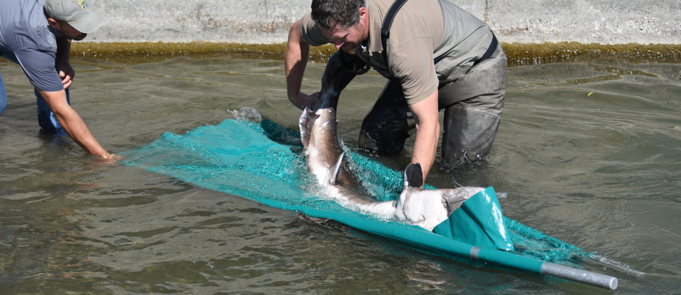 Two giant sturgeon get a new home in Idaho Falls | Idaho Fish and Game