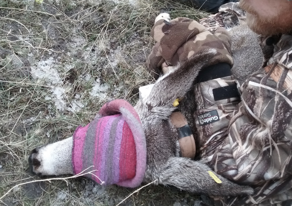 F&G biologists adding solar-powered GPS ear tags to mule deer ...