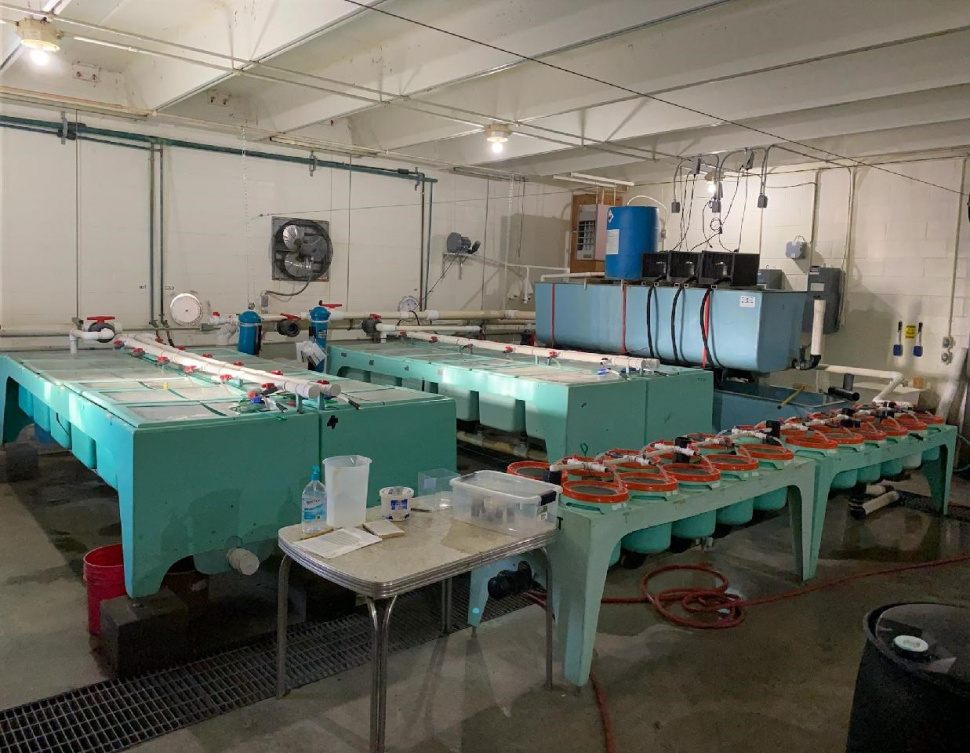 "Frankenfish" Brookies May Solve Overpopulation in Alpine Lakes - The ...
