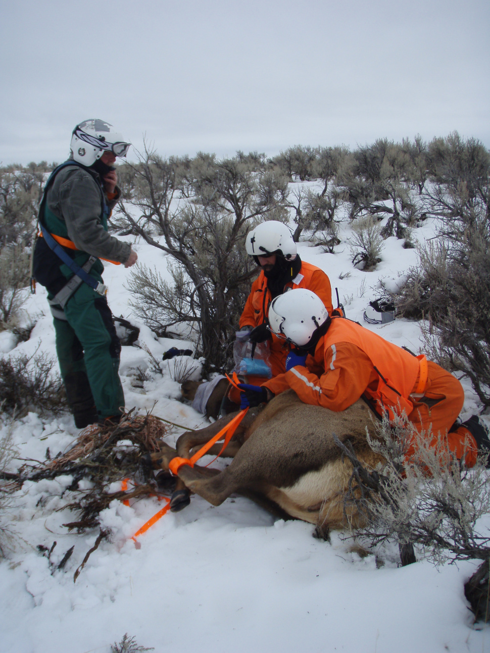 Helicopter flights beginning statewide for F&G's big game surveys ...