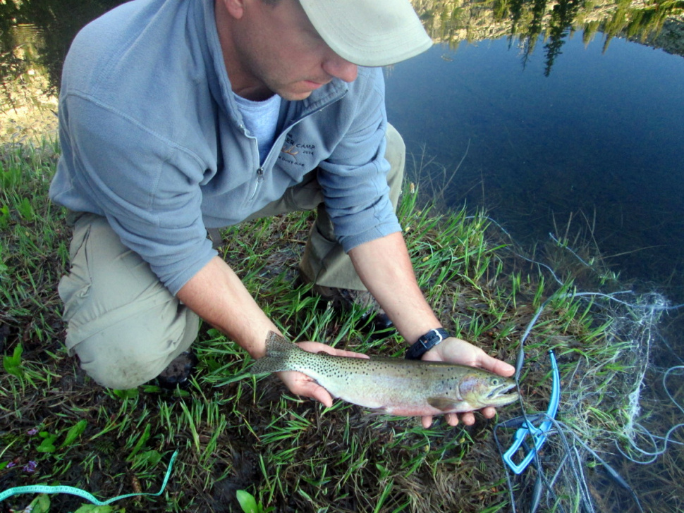 Can triploid cutthroat improve fishing in backcountry lakes? | Idaho ...