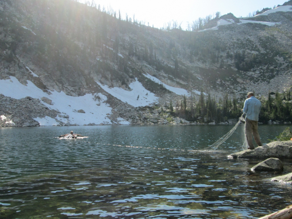 Can triploid cutthroat improve fishing in backcountry lakes? | Idaho ...