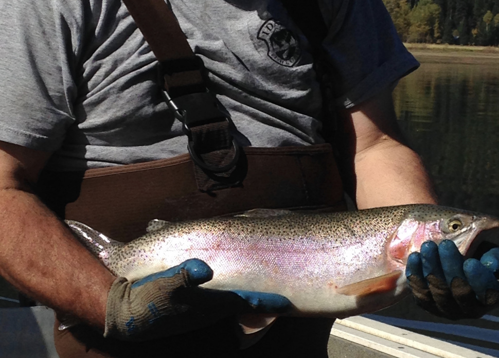 Survey shows Lake Cascade's perch population remains strong | Idaho ...