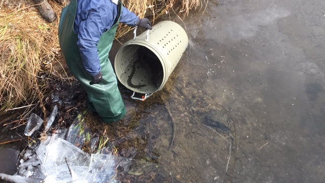 Lamprey back in the Potlatch River | Idaho Fish and Game