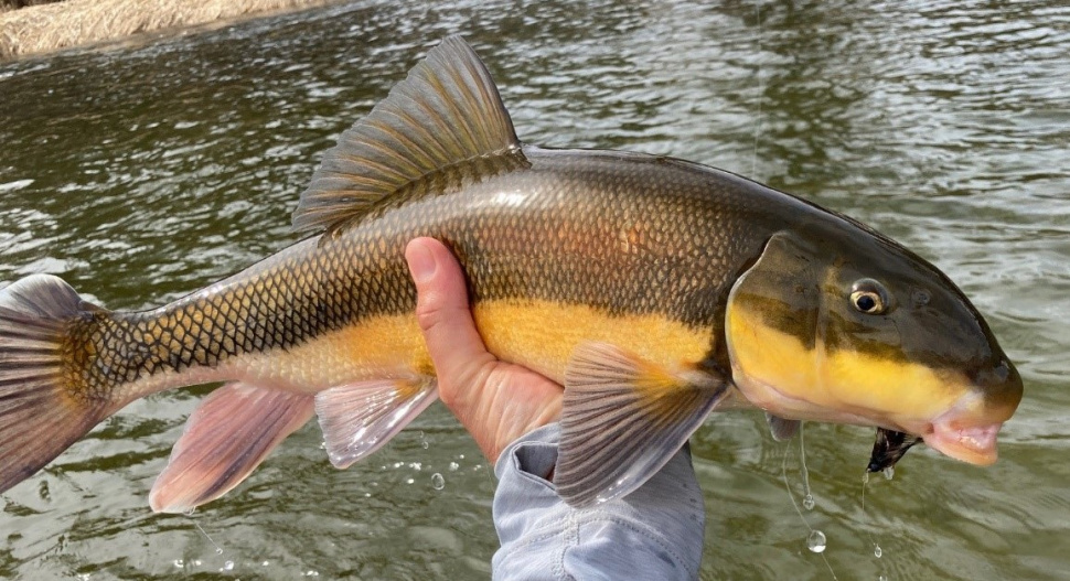 What is this fish? Identifying some of the lesser-known species anglers ...