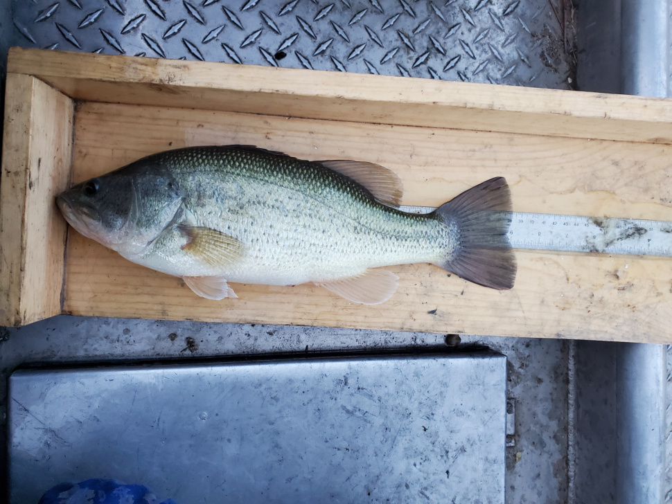 Paddock Valley Reservoir continues to provide anglers with largemouth ...