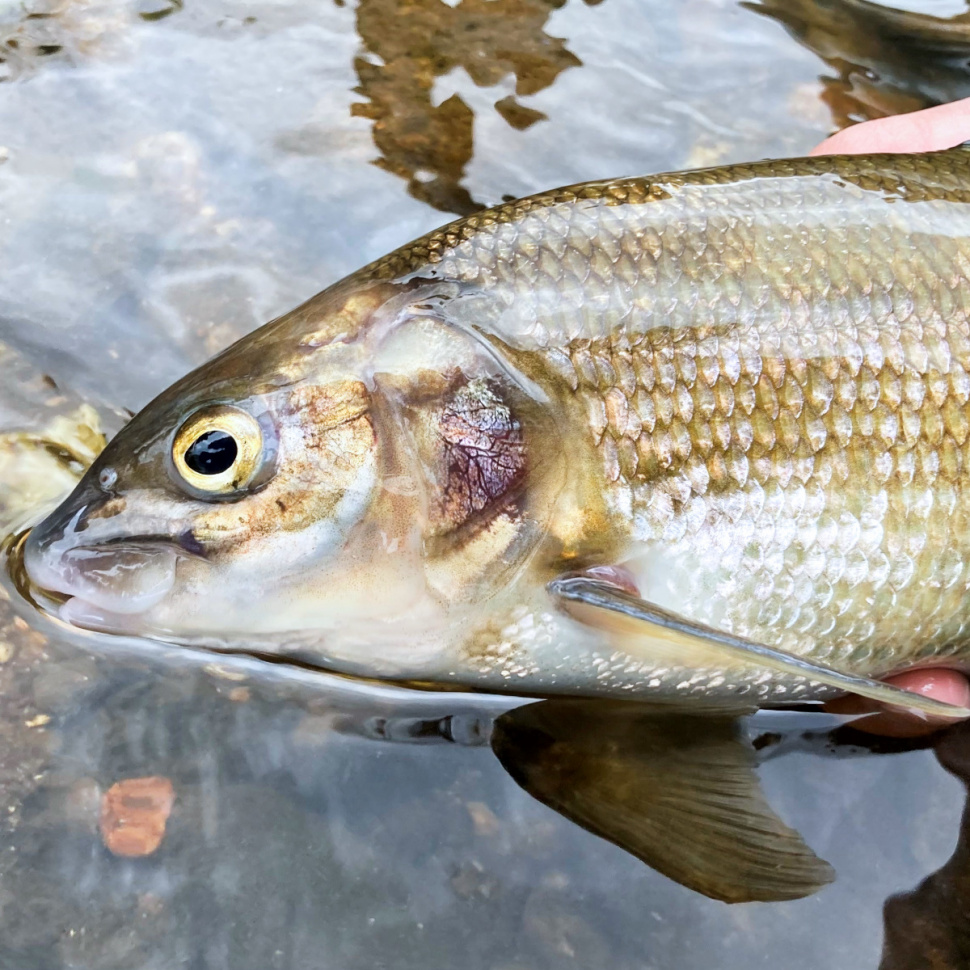 Boise River Mountain Whitefish Surveys Underway | Idaho Fish and Game